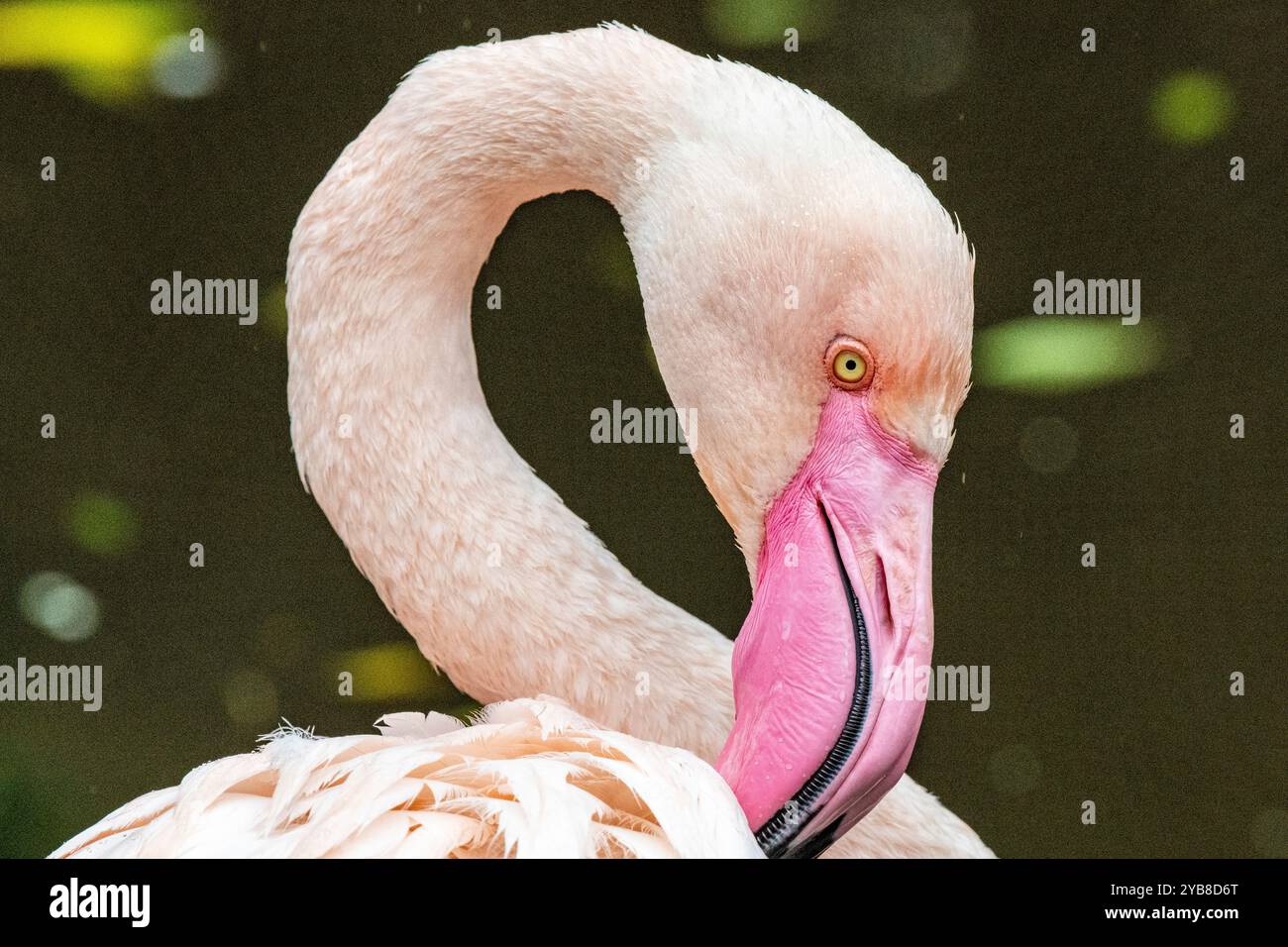 A close up of the head of a pink flamingo preening itself inside the ...