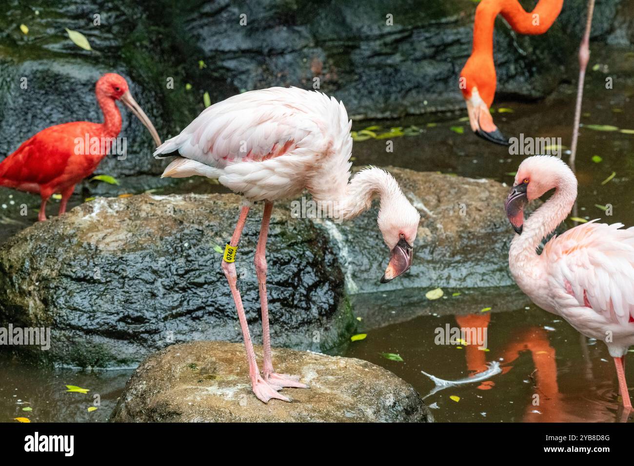 A flamboyance of pink flamingos preening themselves in a pond inside ...