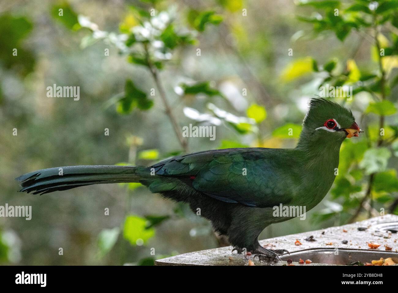 A guinea turaco parrot eating food inside the Birds of Eden sanctuary ...