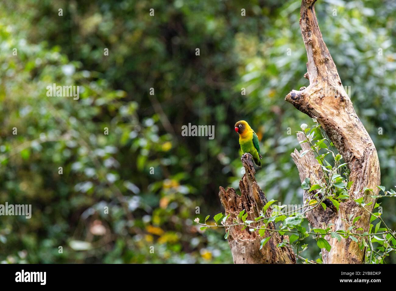 A green parrot perched on a tree inside the Birds of Eden sanctuary in ...