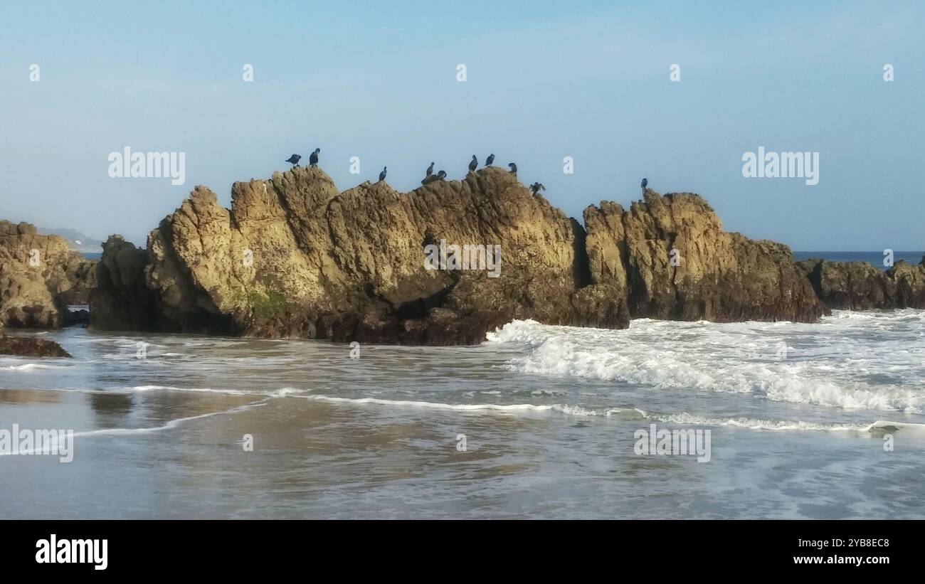 Cormorants on Malibu Beach Coast in California Stock Photo - Alamy