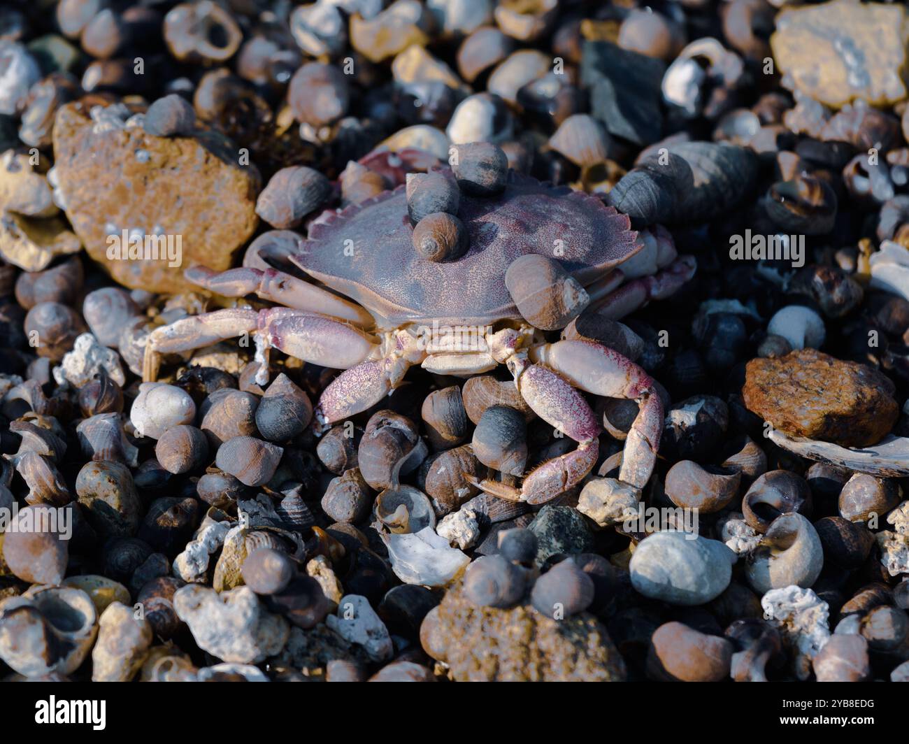 Camouflage Crab and Periwinkle Snails on the Maine Beach Stock Photo ...