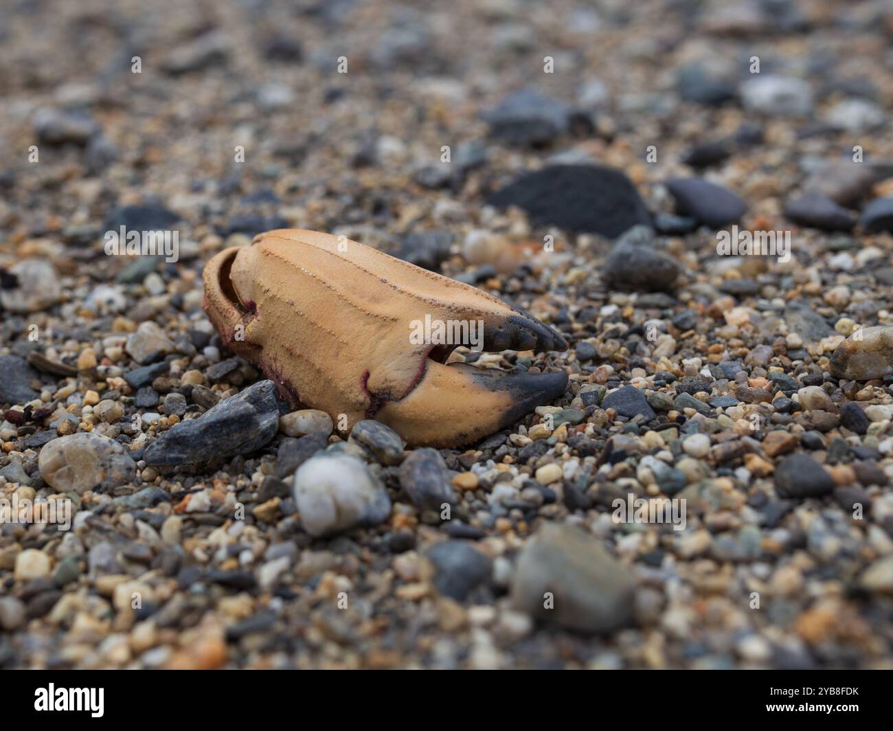Crab Claw on Beach in Maine Stock Photo - Alamy