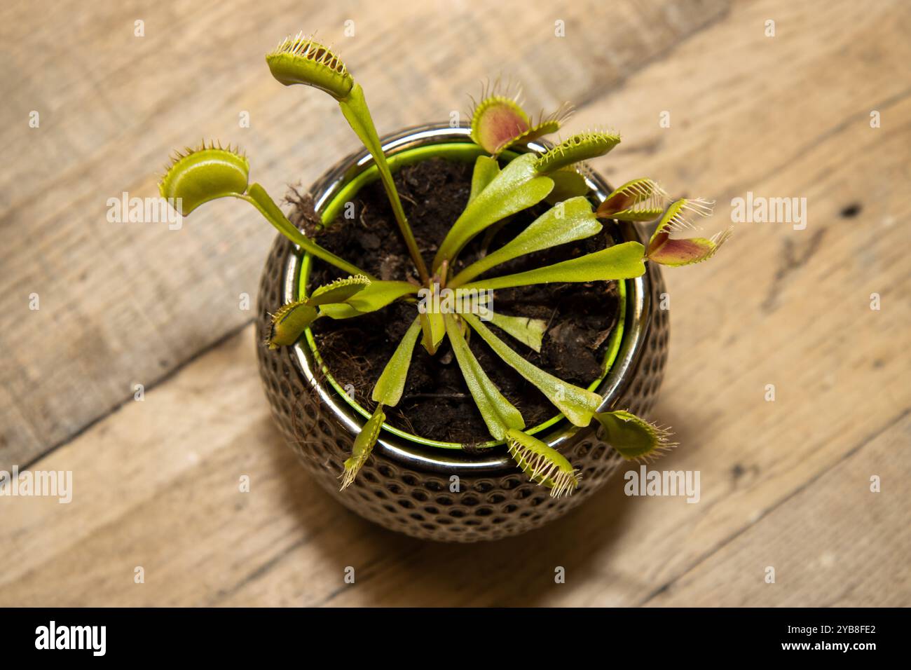 Photo of the small Venus flytrap plant which is a carnivorous plant ...