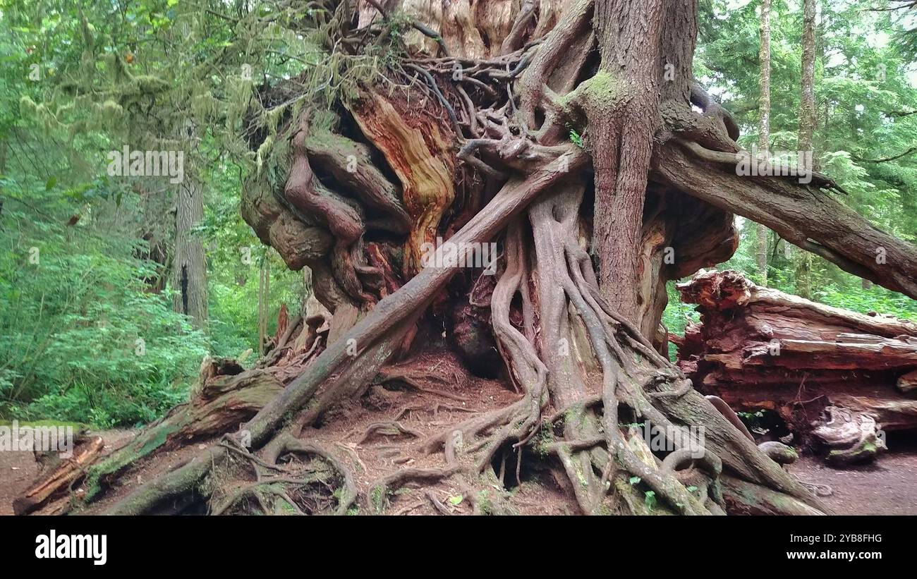 Kalaloch Big Cedar Tree Olympic National Park, Washington Stock Photo ...
