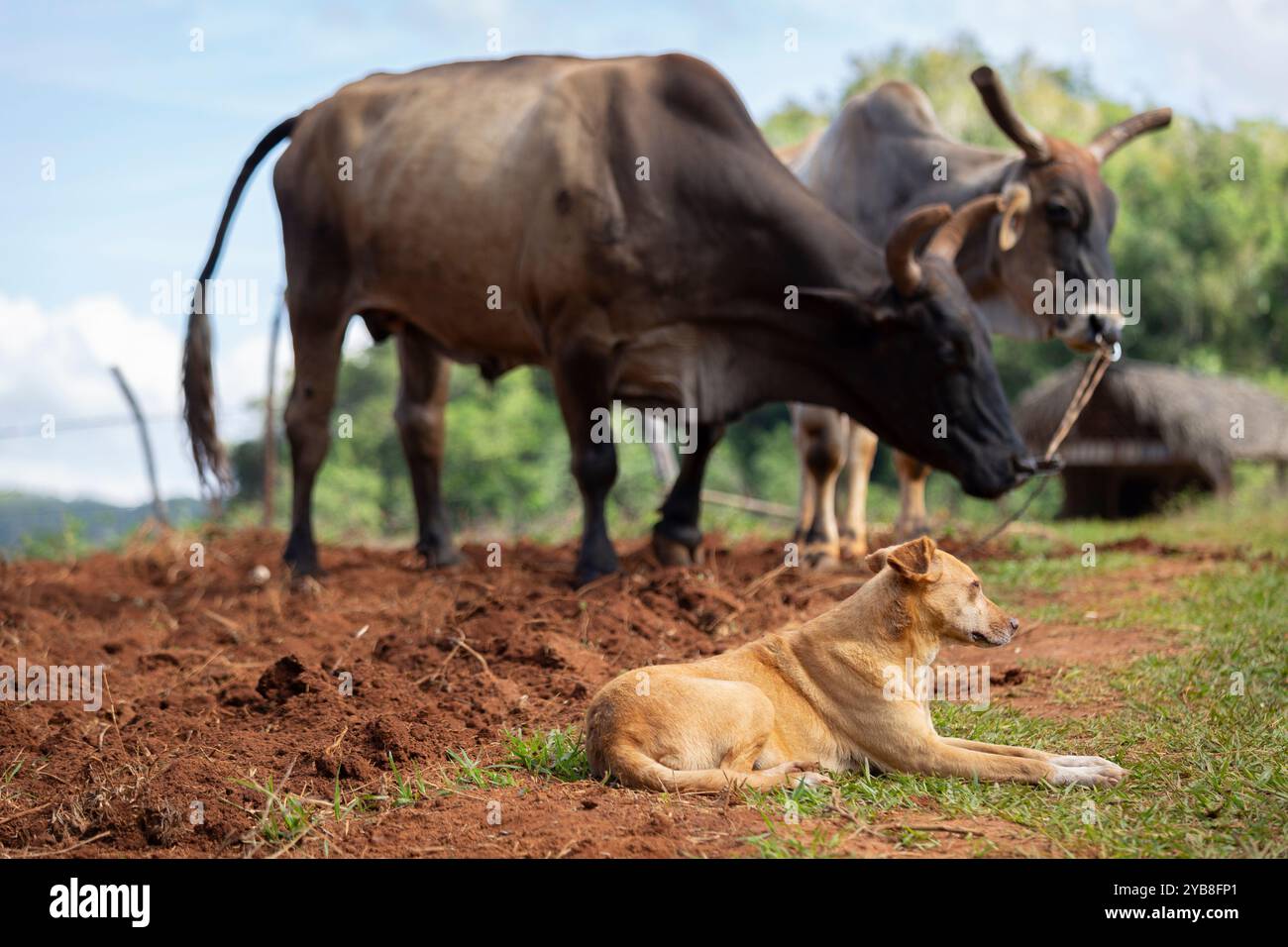 Livestock Cattle Cows with Horns and Happy Dog resting on Cuban Farm ...