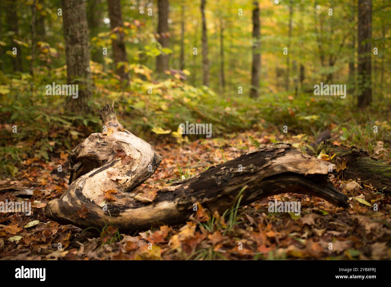 Cycle of Life Decomposing Log in Forest in New York Adirondacks Stock ...