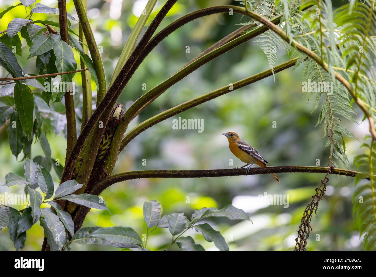 Female baltimore oriole bird hi-res stock photography and images - Alamy