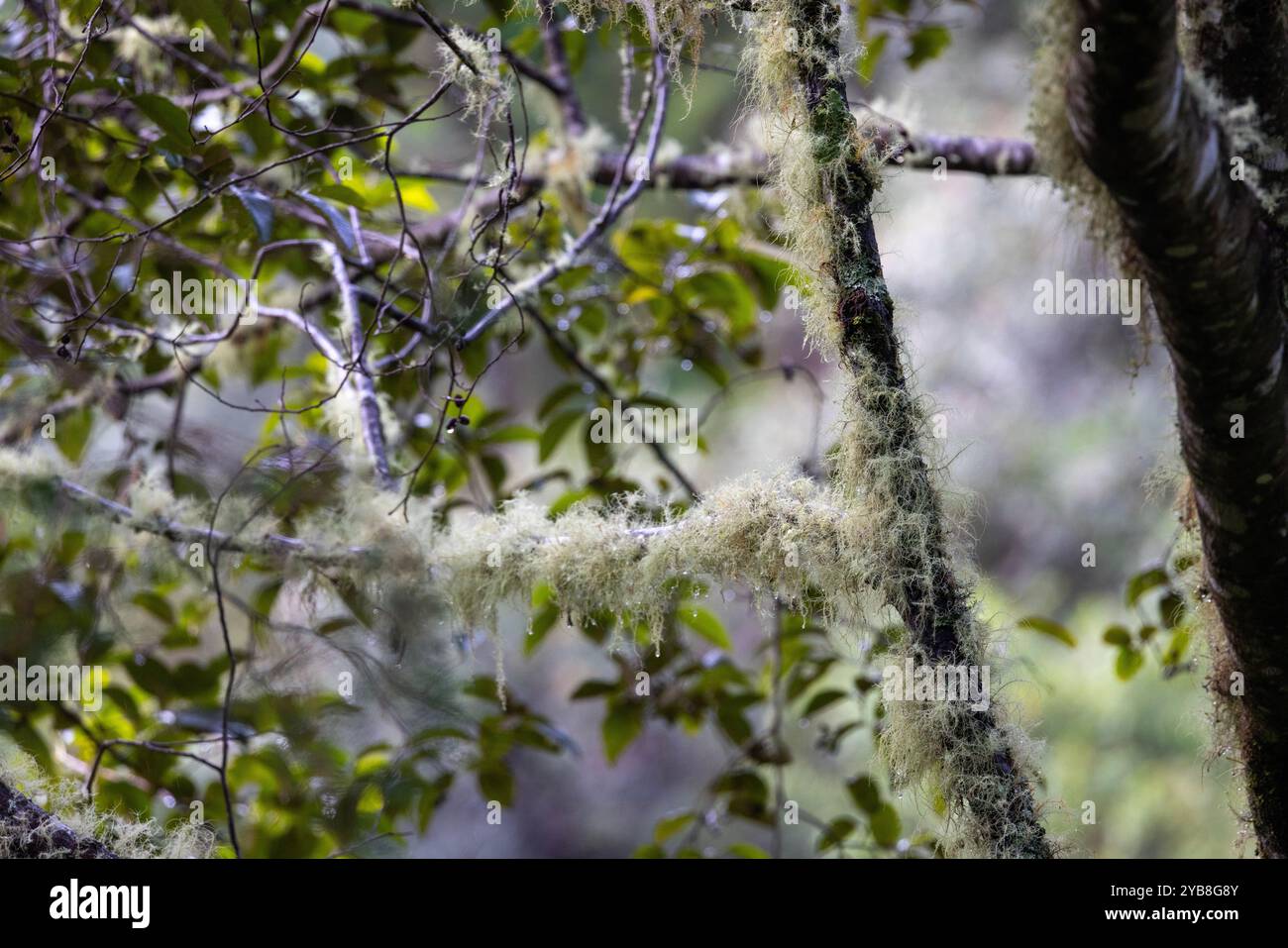 Cloud forest in Costa Rica. San Gerardo de Dota Stock Photo - Alamy