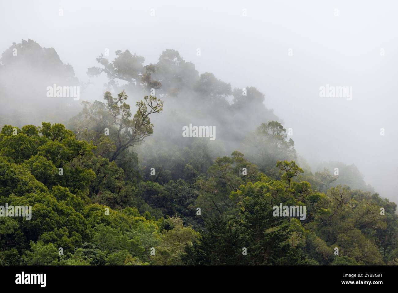 Trees in a tropical cloud forest canopy, with mist passing through. San ...