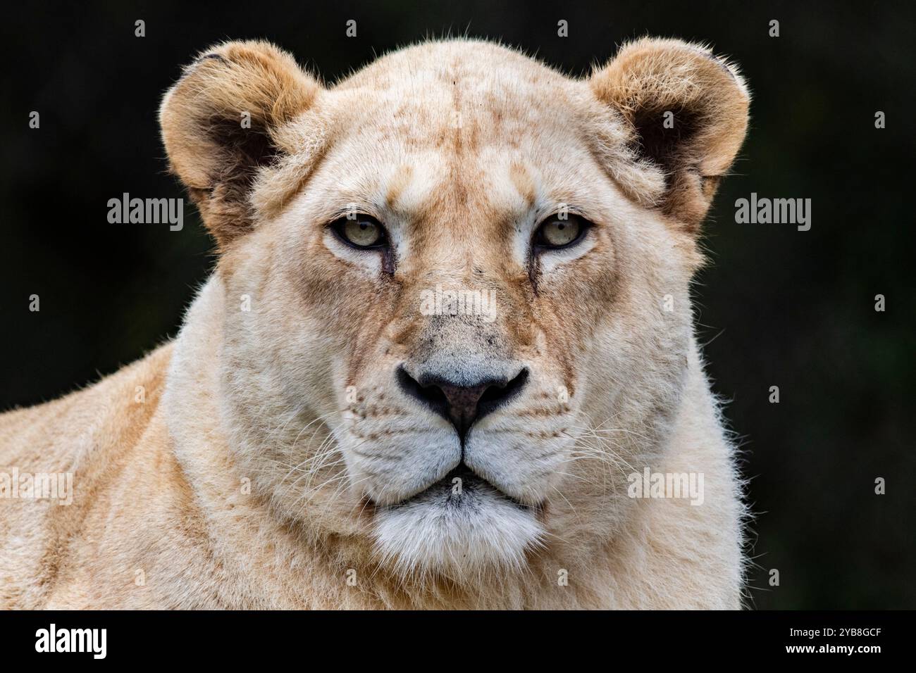 A female adult lion staring towards the camera in its enclosure at ...