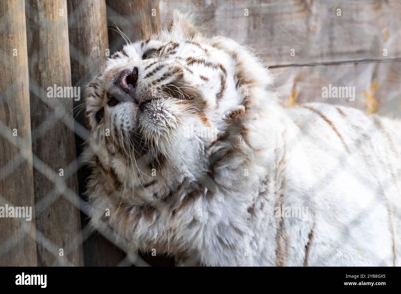 Tiger sanctuary hi-res stock photography and images - Alamy