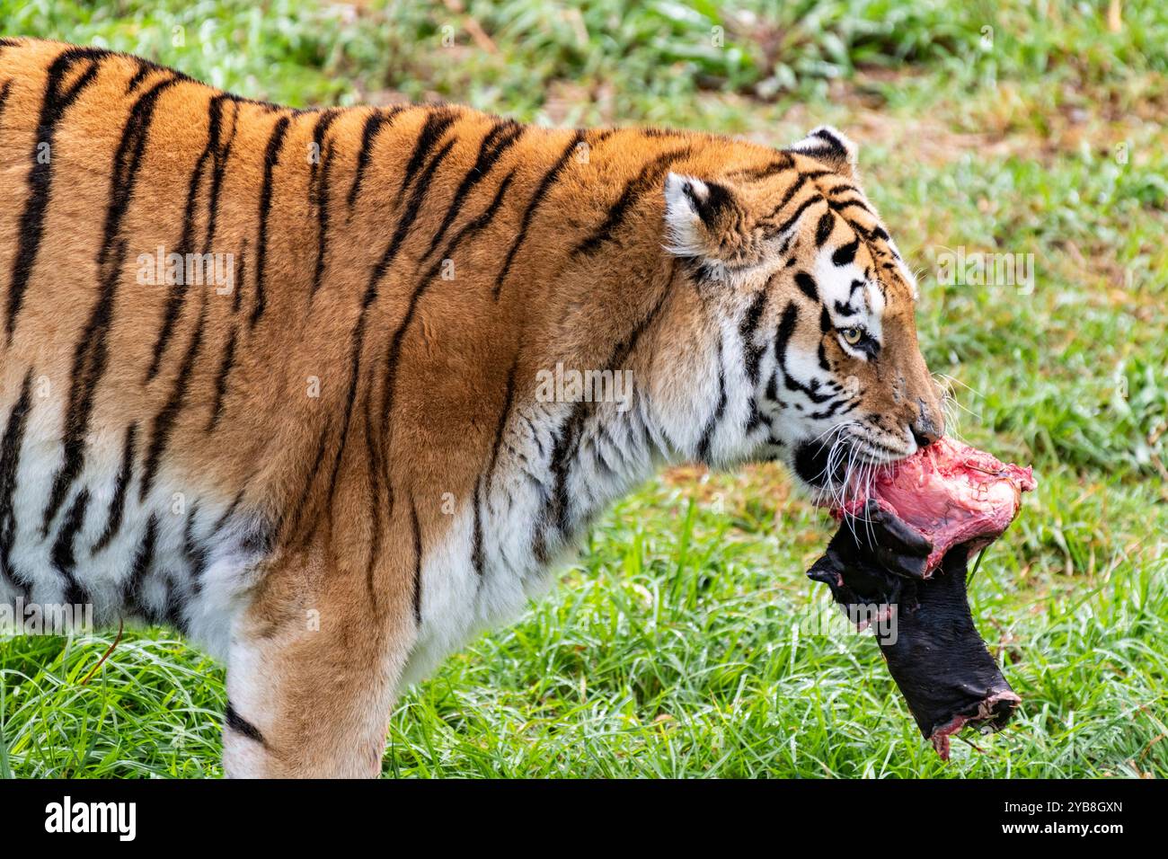 A bengal tiger carrying a piece of meat with its mouth to eat in its ...