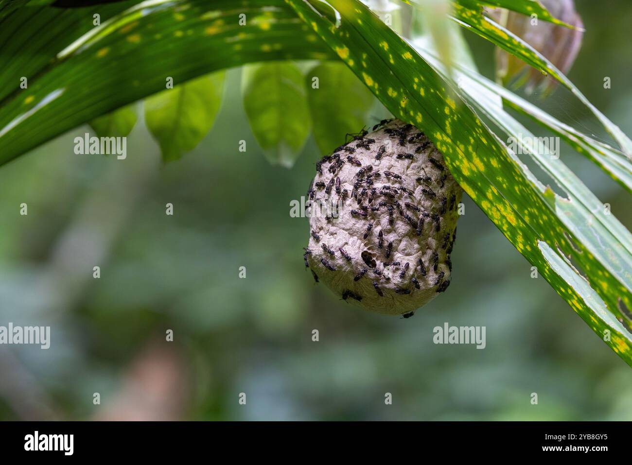 A small wasp nest made of paper, attached to the underside of a leaf ...