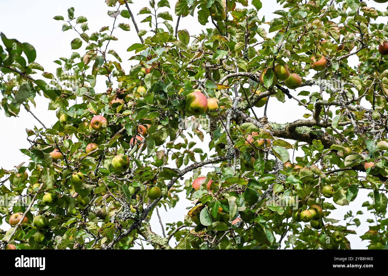 Bramley Seedling apples at The Home Farm orchard in Stanmer Park ...