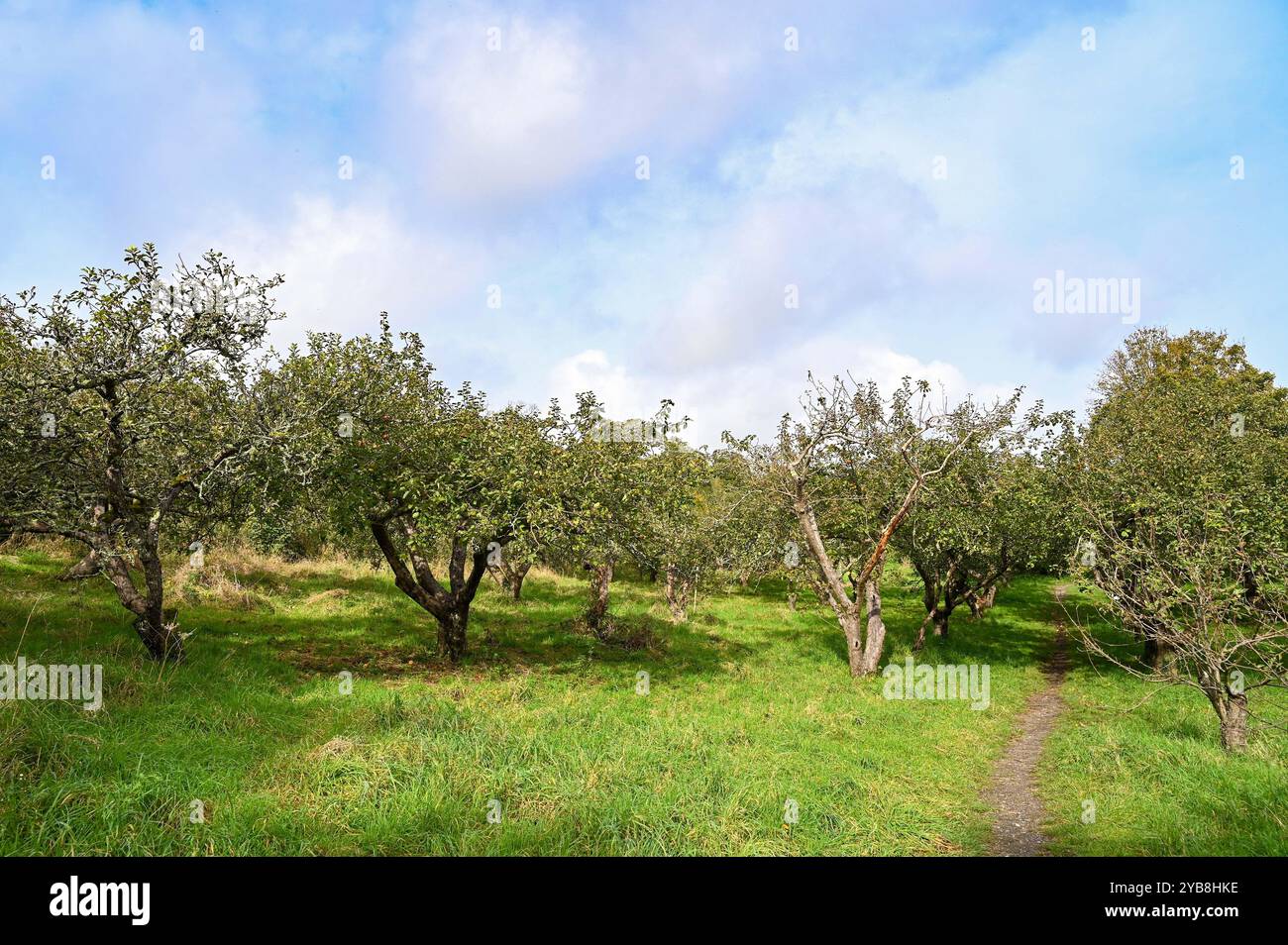 The Home Farm orchard in Stanmer Park Brighton in Autumn UK Stock Photo ...