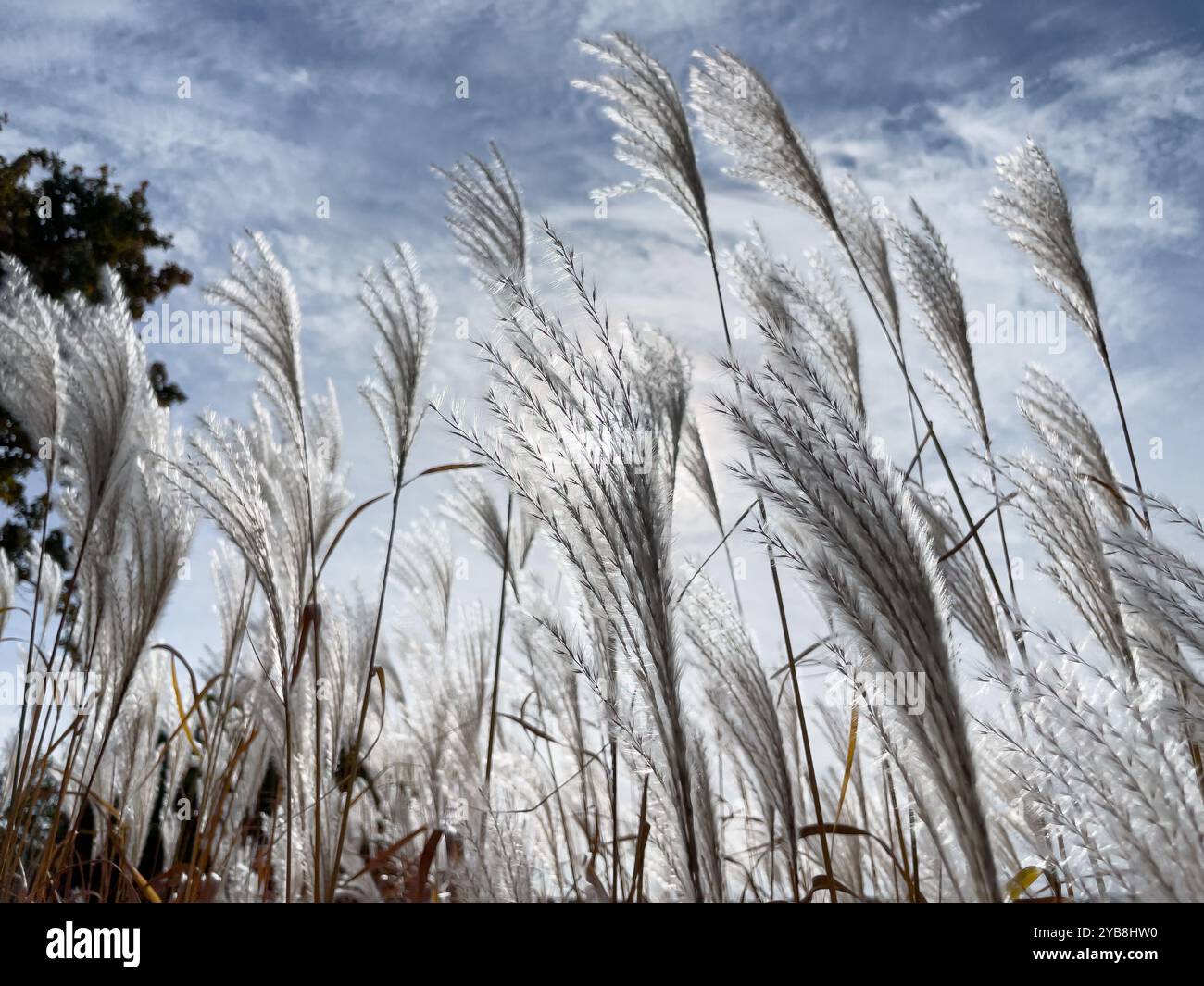 Japanese pampas grass that shine in the sunlight. Silver Feather Plant ...