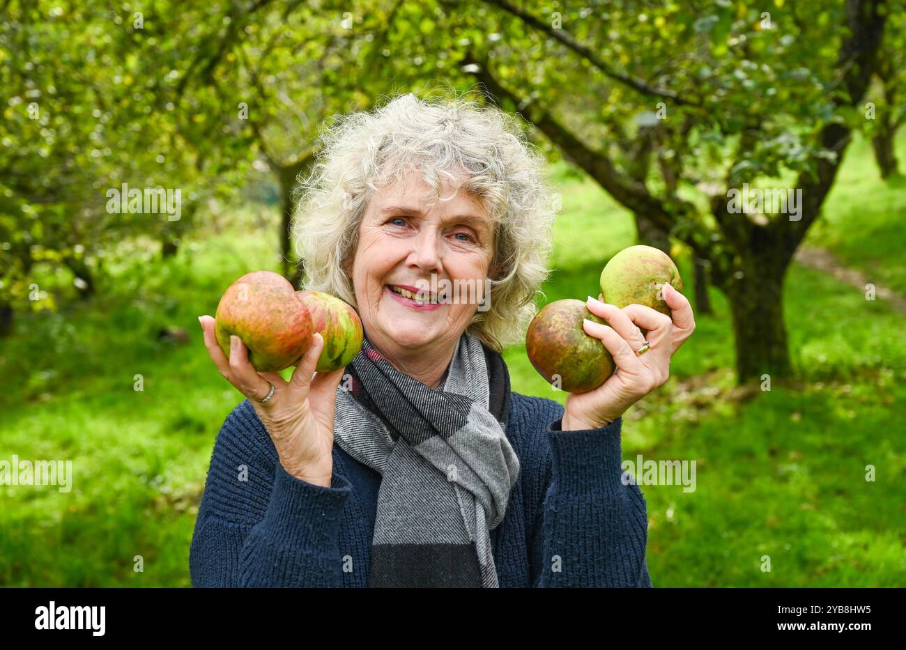 Brighton UK 17th October 2024 - Woman holding fallen Bramley Seedling ...