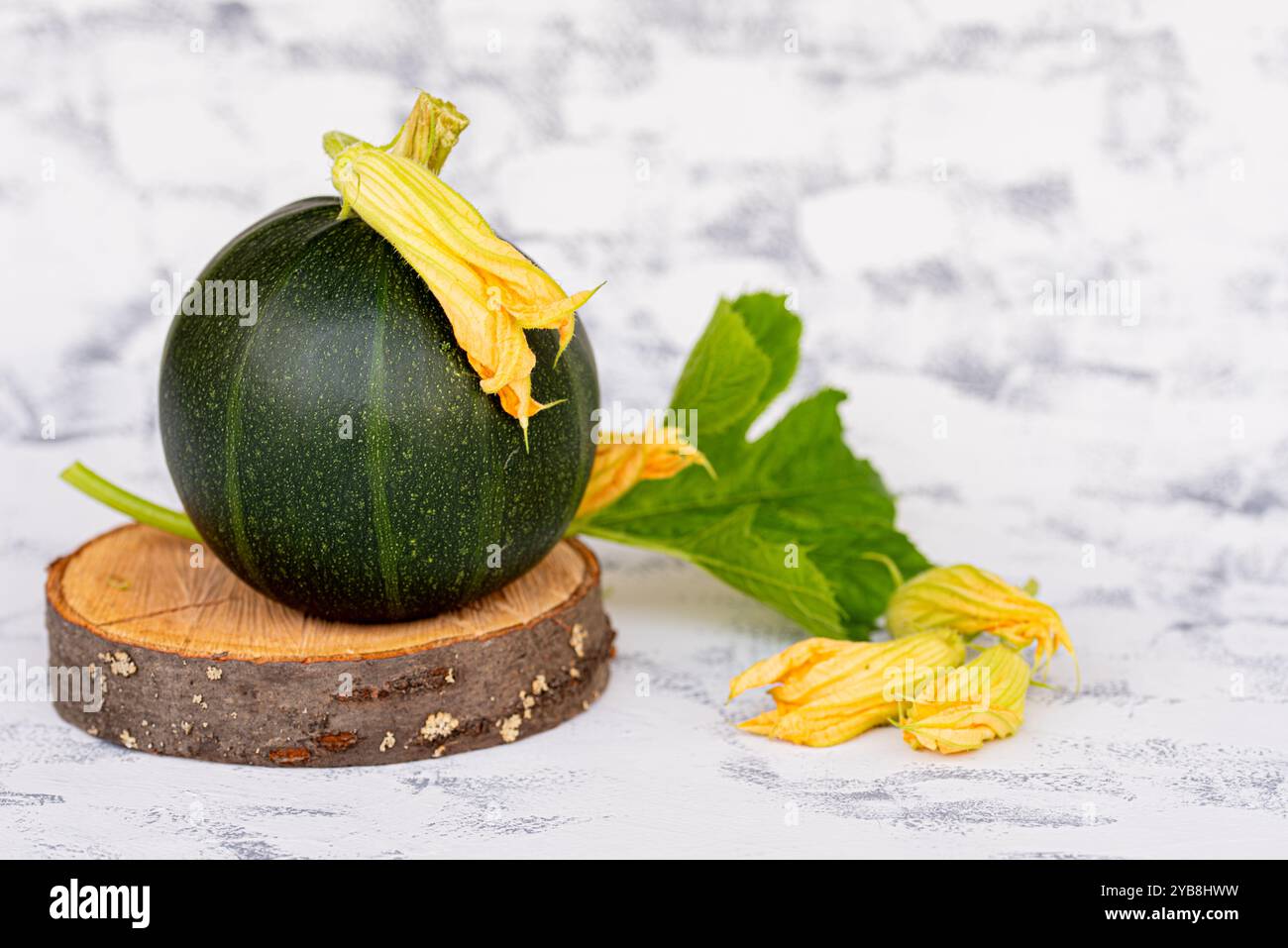 organic round green courgettes zucchini and yellow flower on gray ...