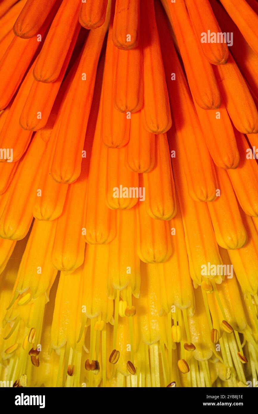 Firework torch hi-res stock photography and images - Alamy