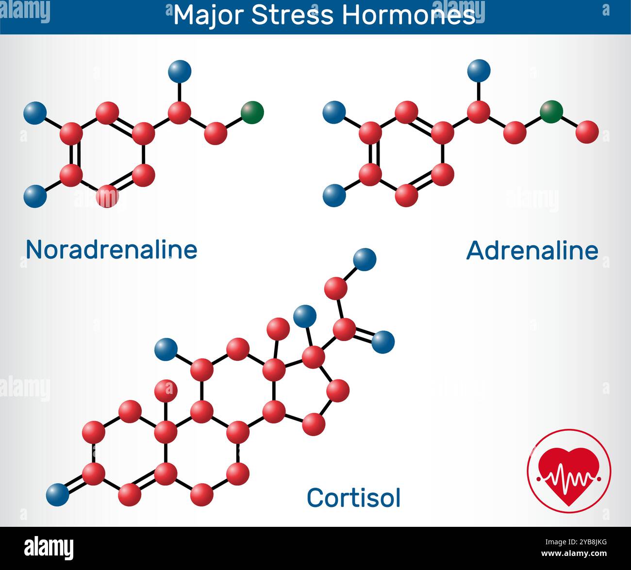Major stress hormones molecules. Adrenaline (Epinephrine ...