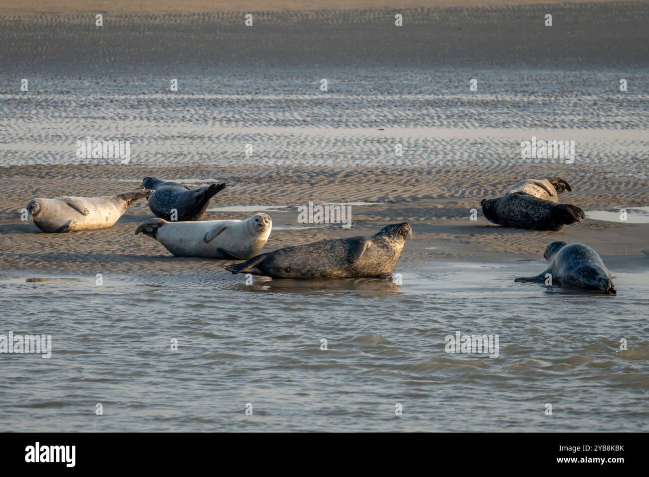 View a group of seals lying on the beach at sunset Stock Photo - Alamy