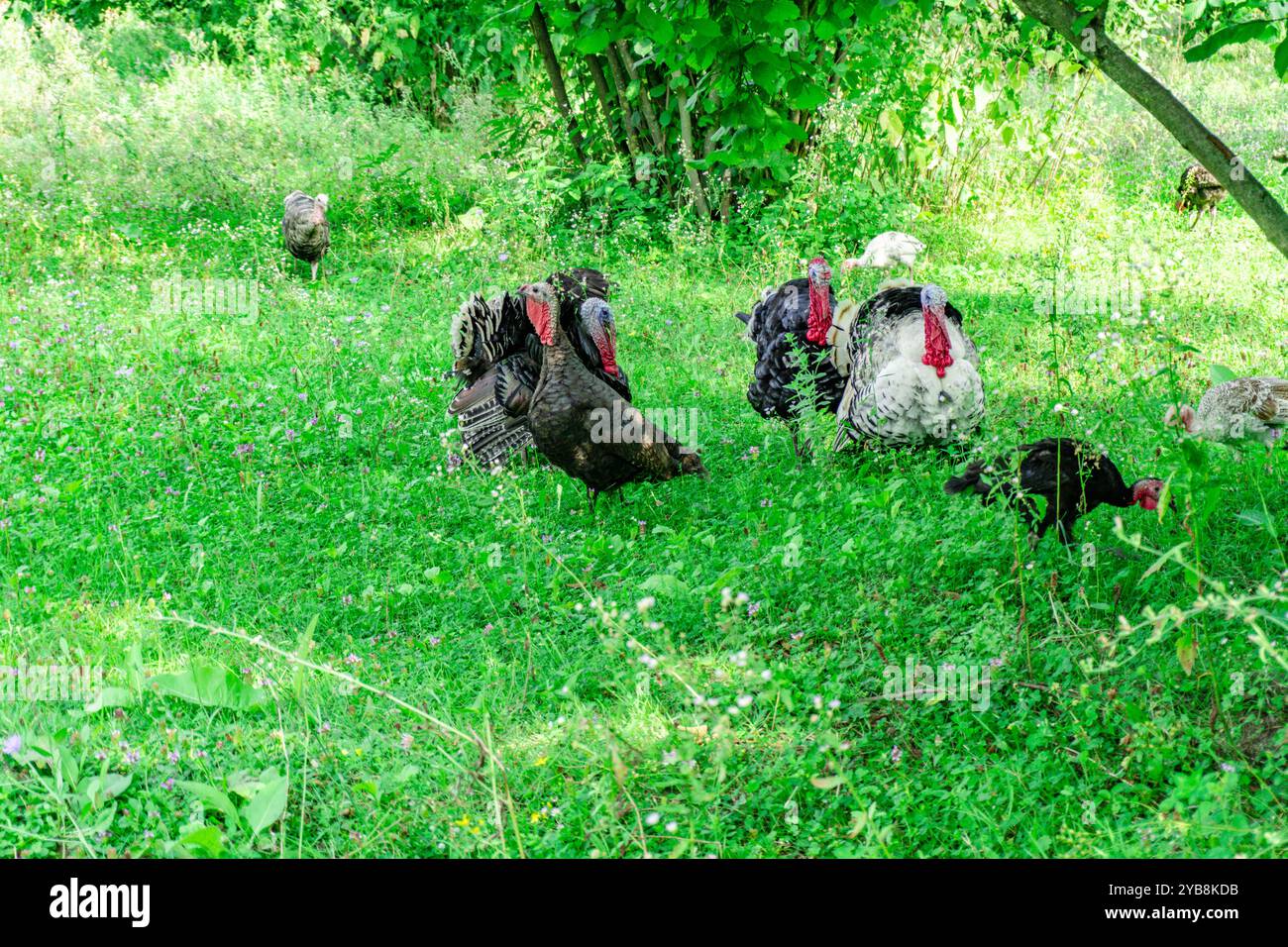 Turkey Animals On Meadow. Rural Scene Stock Photo - Alamy