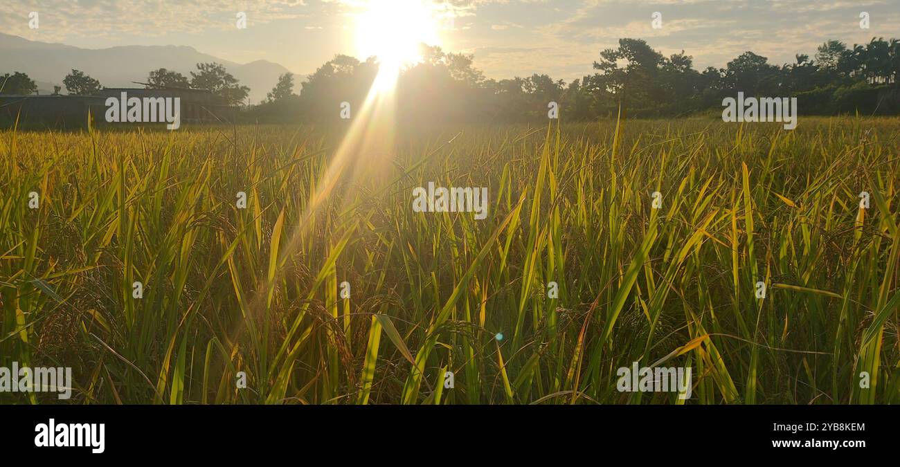 FARMLAND HOURS, GOLDEN,FARMING,CROPS,LANDSCAPE,FARMLAND,FIELD,Farmland ...