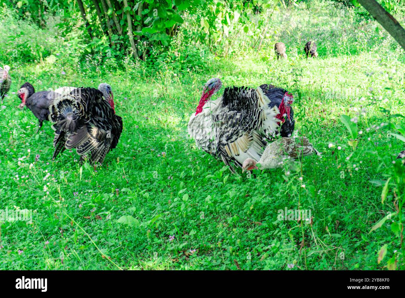 Turkey Animals On Meadow. Rural Scene Stock Photo - Alamy