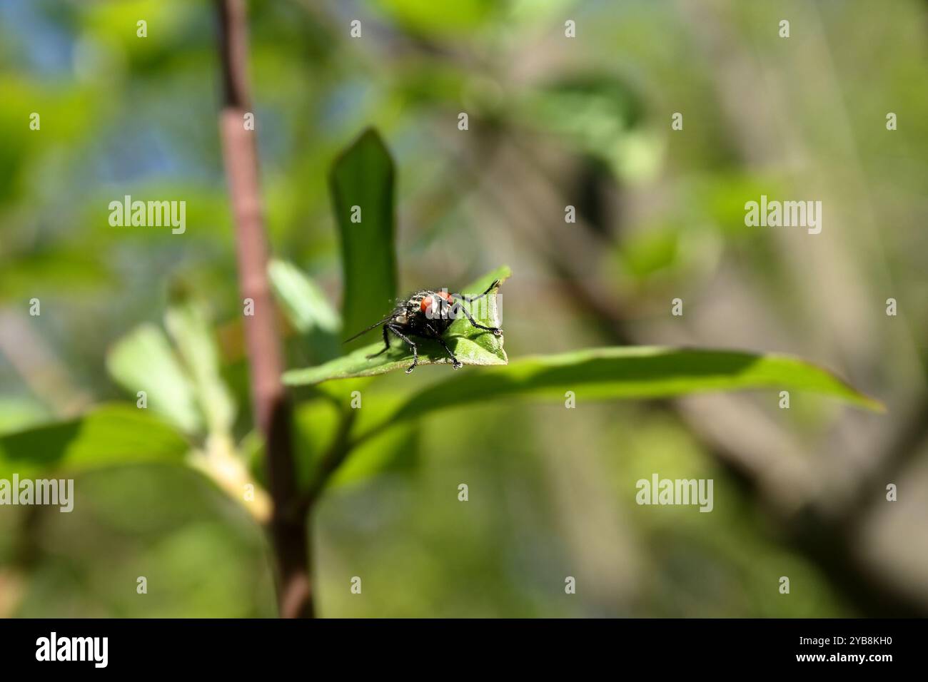 Fly on a weed in the wild with green background Stock Photo - Alamy