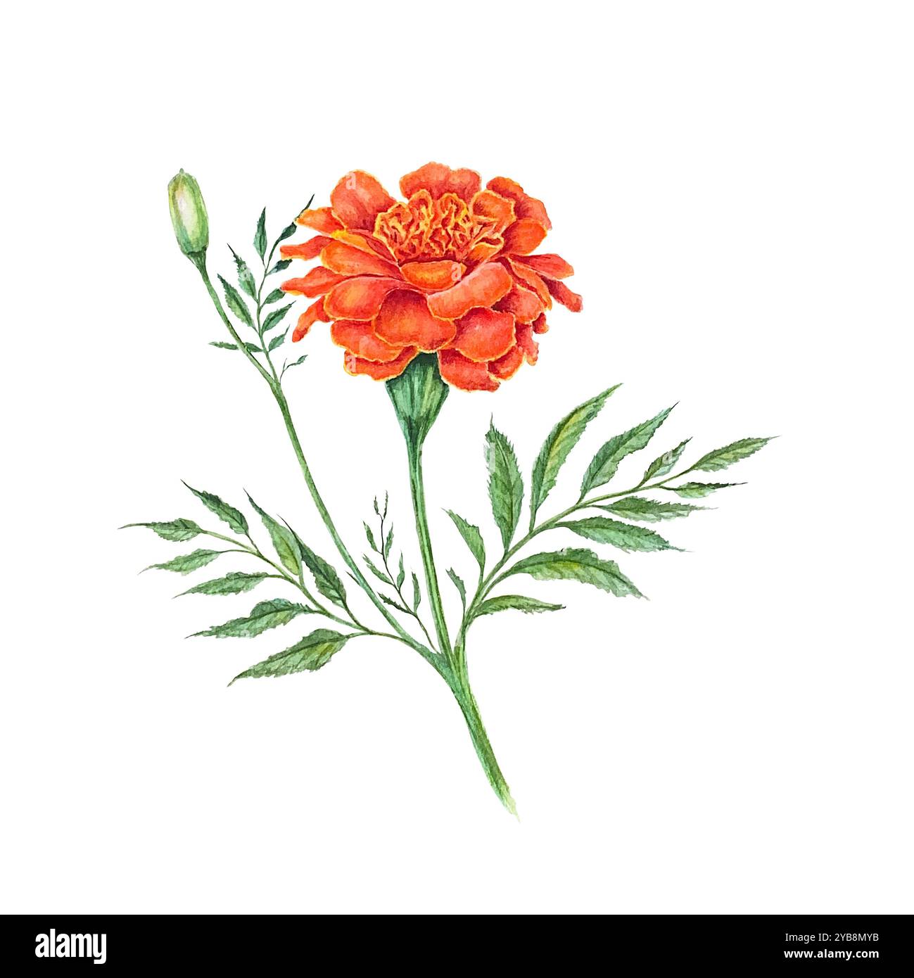 Marigold flower arrangements Cut Out Stock Images & Pictures - Alamy