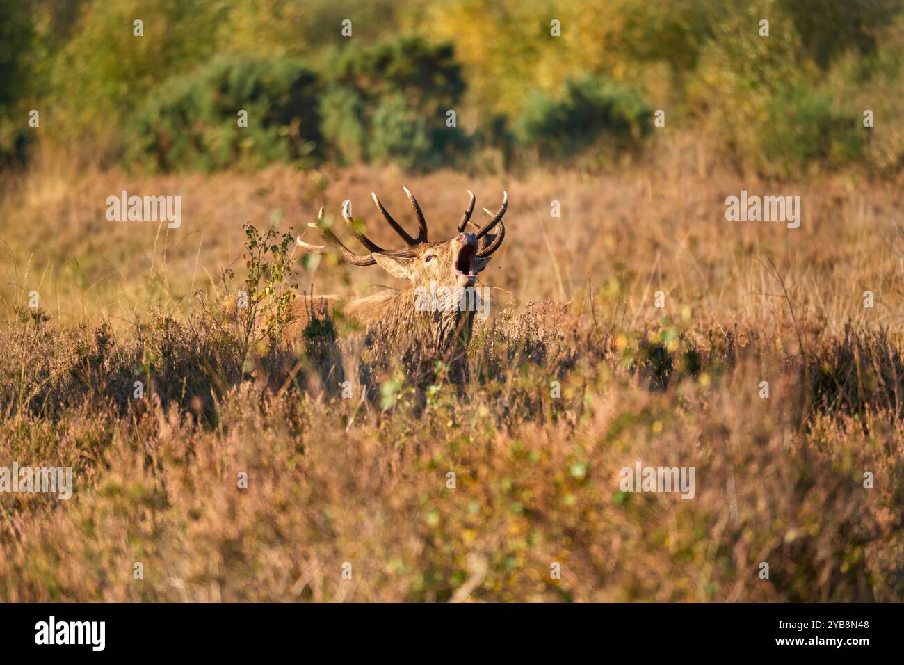 Red Stag in the rutting season Stock Photo - Alamy