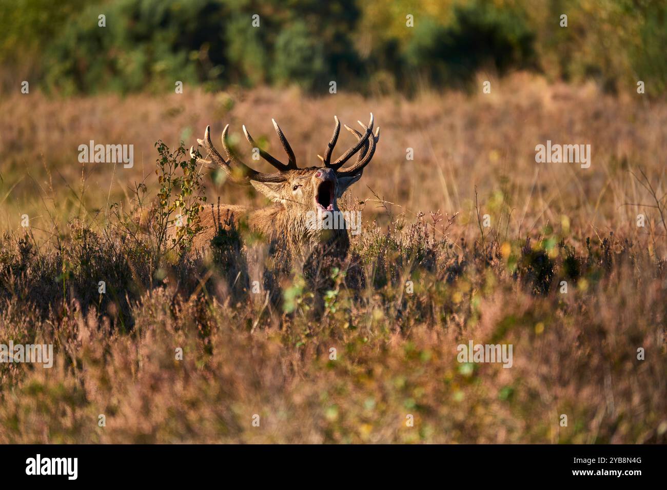 Red Stag in the rutting season Stock Photo - Alamy
