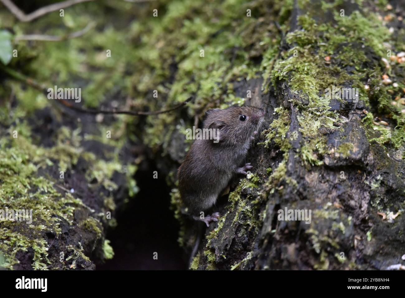 Bank Vole (Myodes glareolus) Climbing Up a Bank in Right-Profile, taken ...