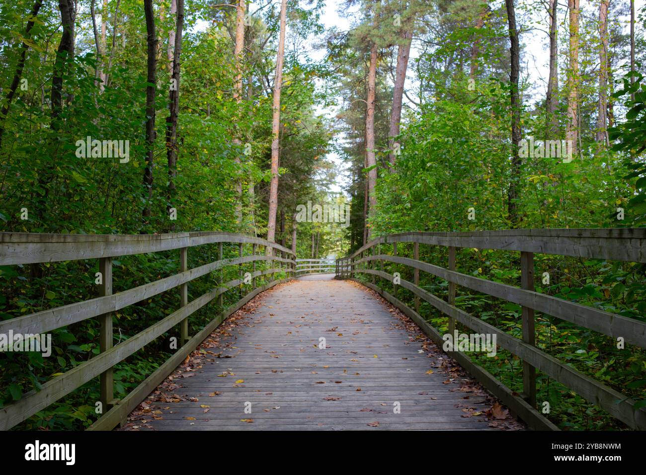 Wooden walkway goes through the forest Stock Photo - Alamy