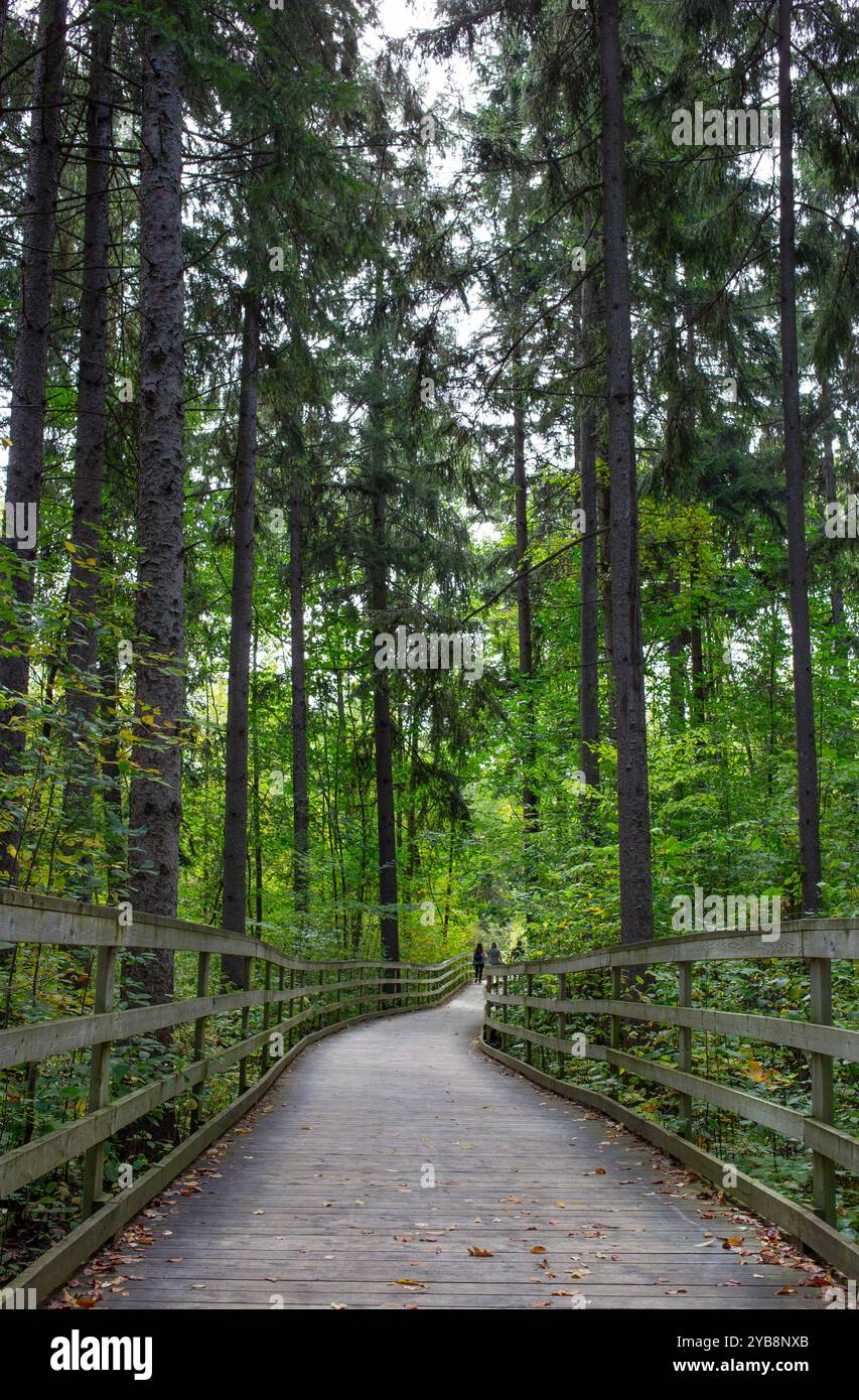 Wooden walkway goes through the forest Stock Photo - Alamy