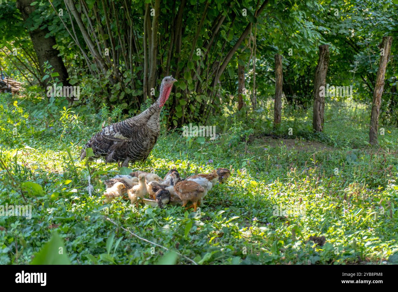 Turkey Animals On Meadow. Rural Scene Stock Photo - Alamy