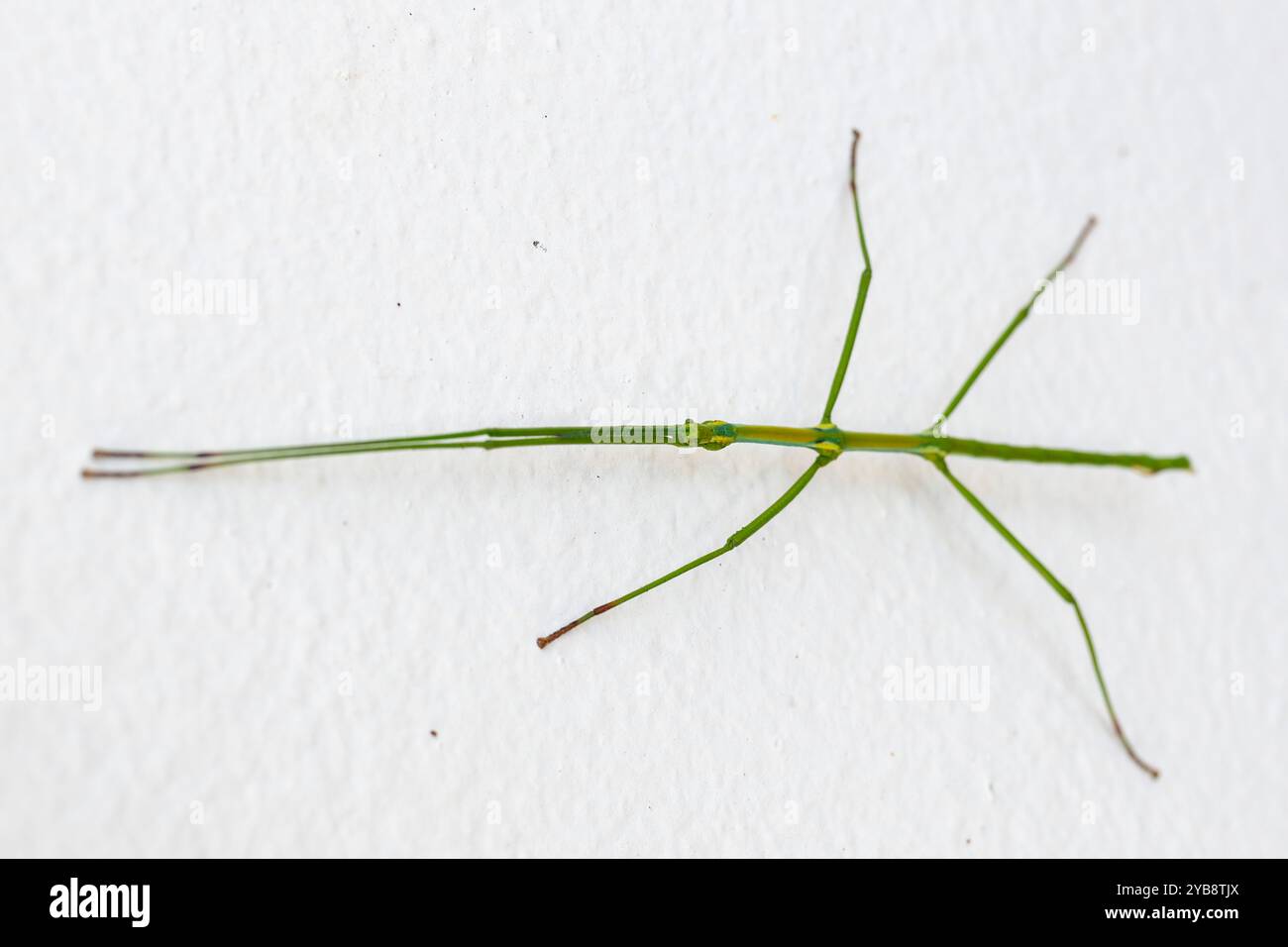 A close up of a green stick insect against a plain white background in ...