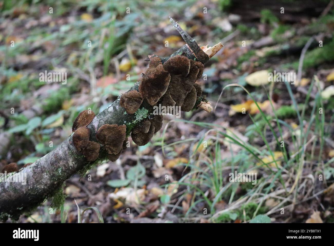 Underside of the Thin-maze flat polypore on Cherry deadwood Stock Photo ...