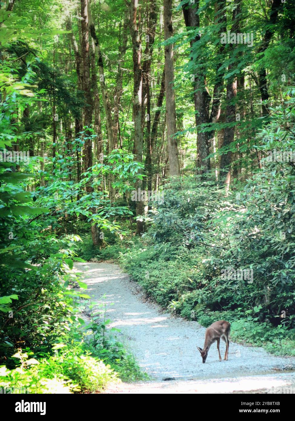 Deer on Path With Tall Trees Great Smoky Mountain National Park Stock ...