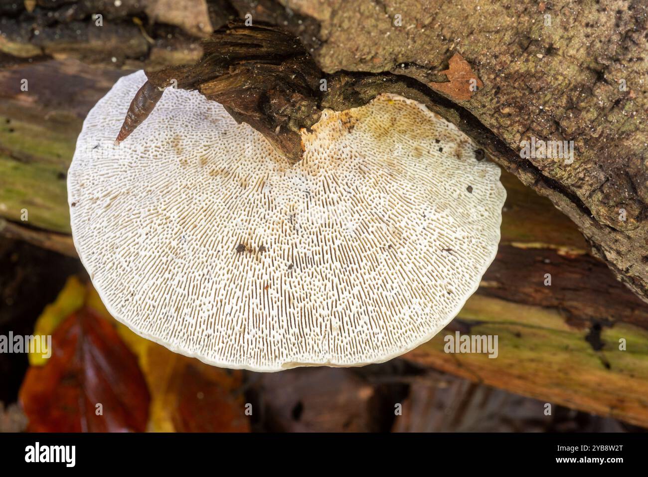 Blushing bracket fungus (Daedaleopsis confragosa, also called thin ...