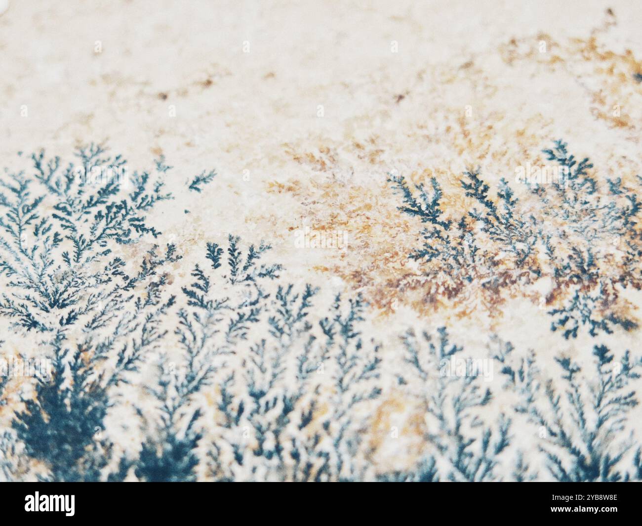 Dendritic Mineral Crystals Manganese Dendrites naturally drainage ...