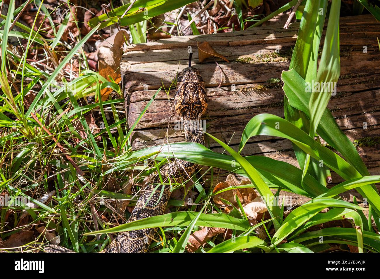 A cobra camouflaged amongst grass and wood at the Lawnwood Snake ...