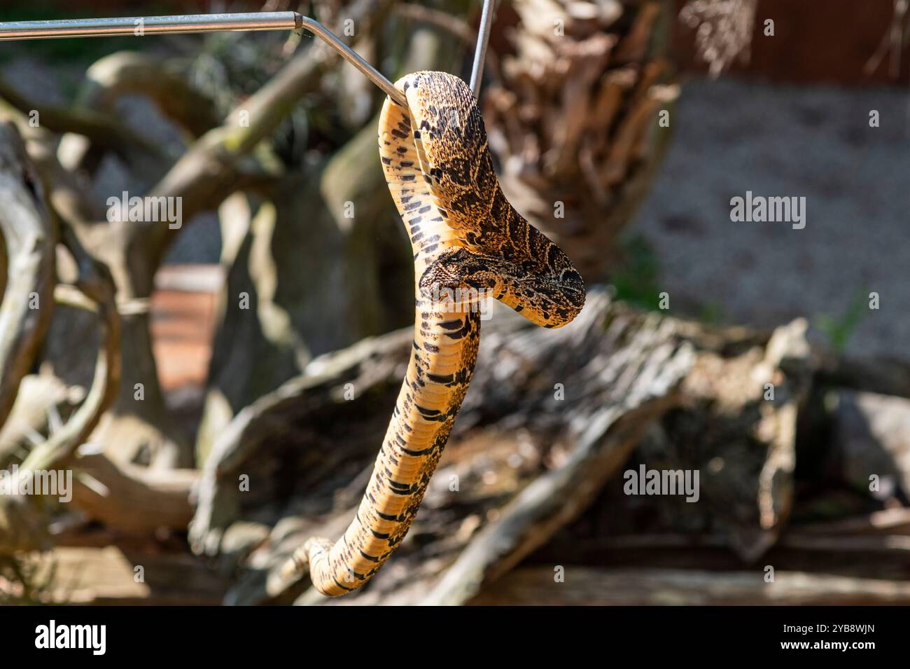 A poisonous snake being held at the Lawnwood Snake Sanctuary in ...