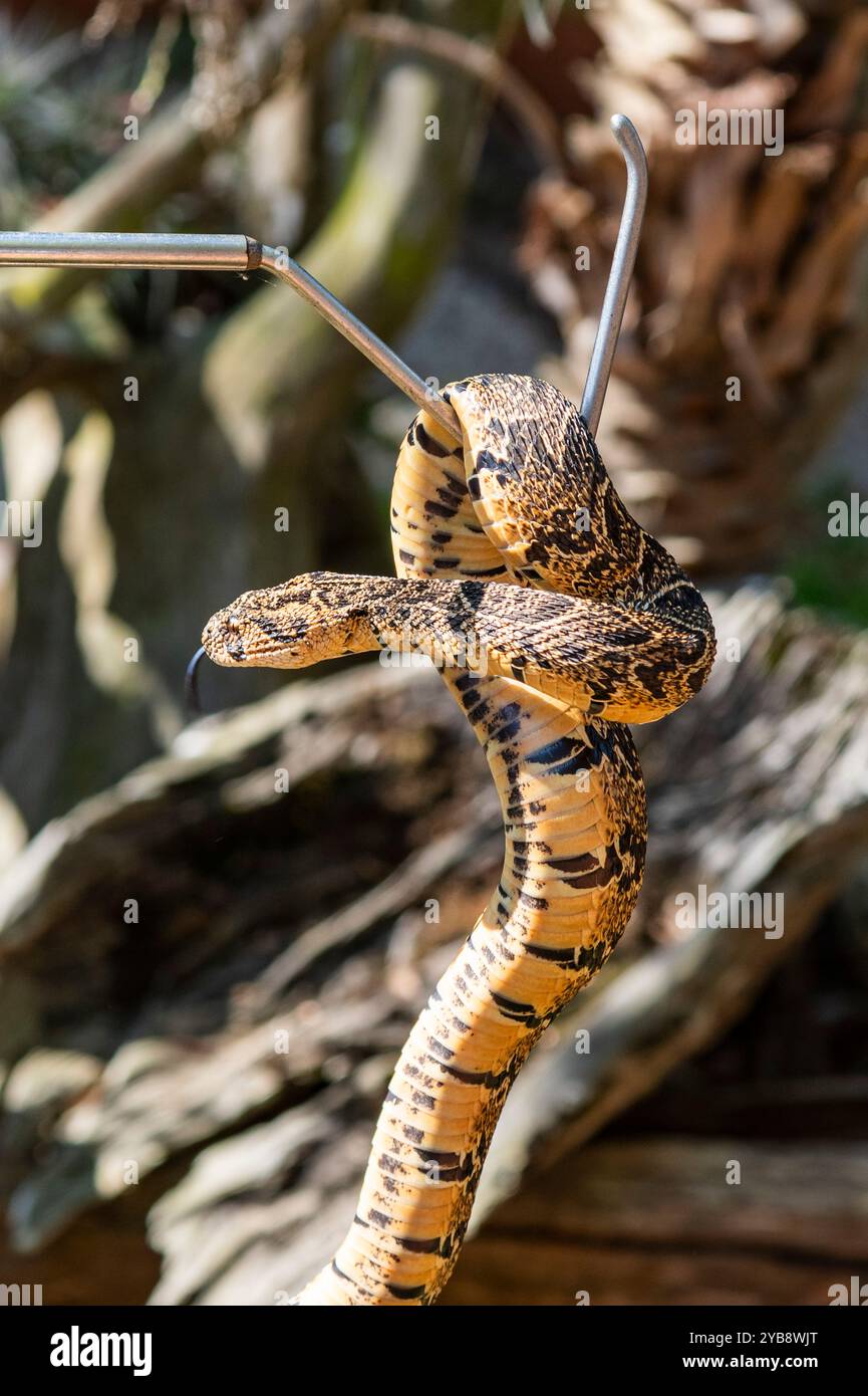 A poisonous snake being held at the Lawnwood Snake Sanctuary in ...
