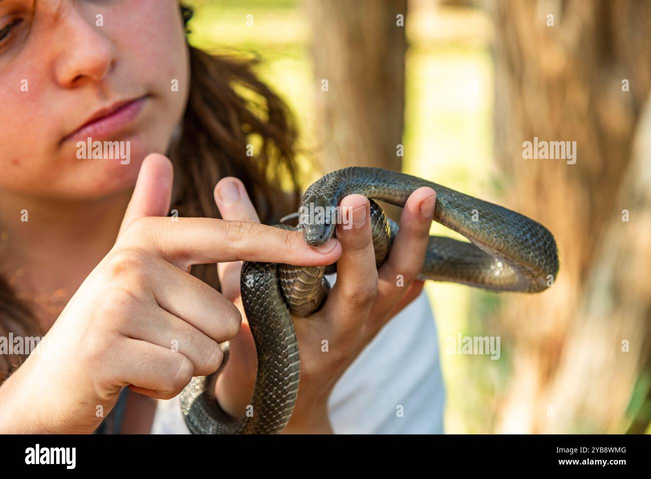 A person hold a small snake in their hands at the Lawnwood Snake ...