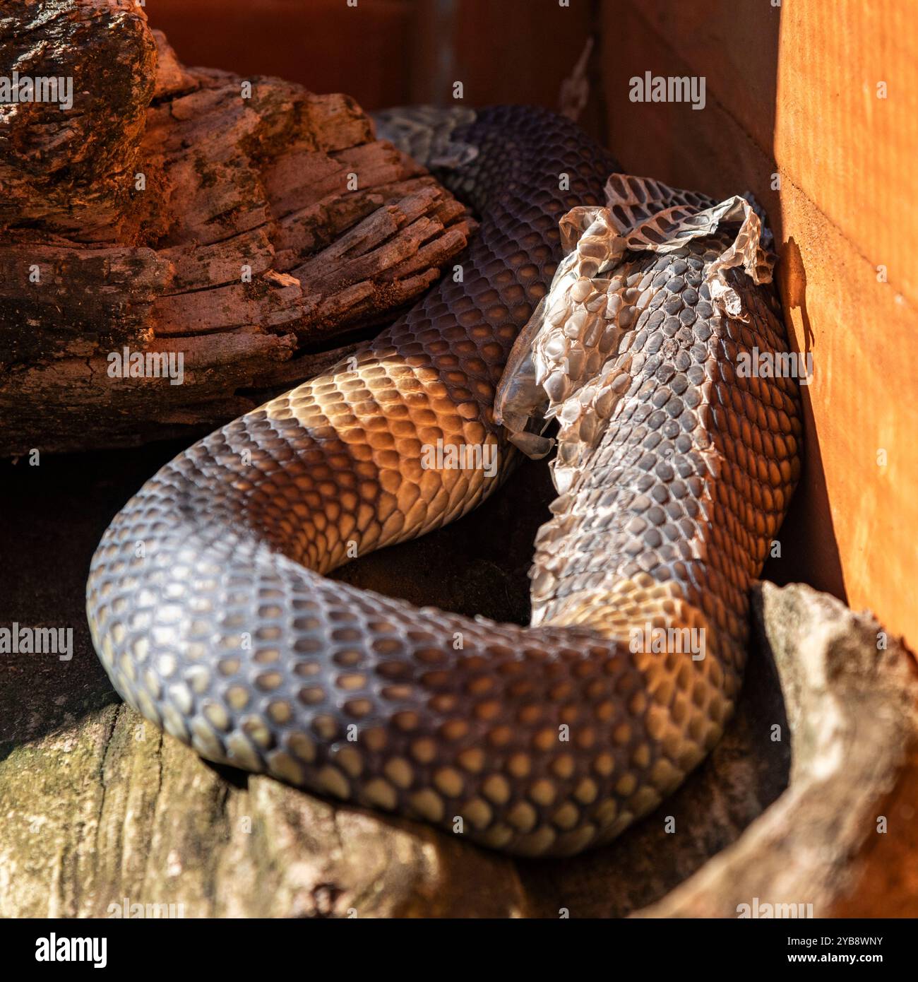 Snake shedding skin africa hi-res stock photography and images - Alamy