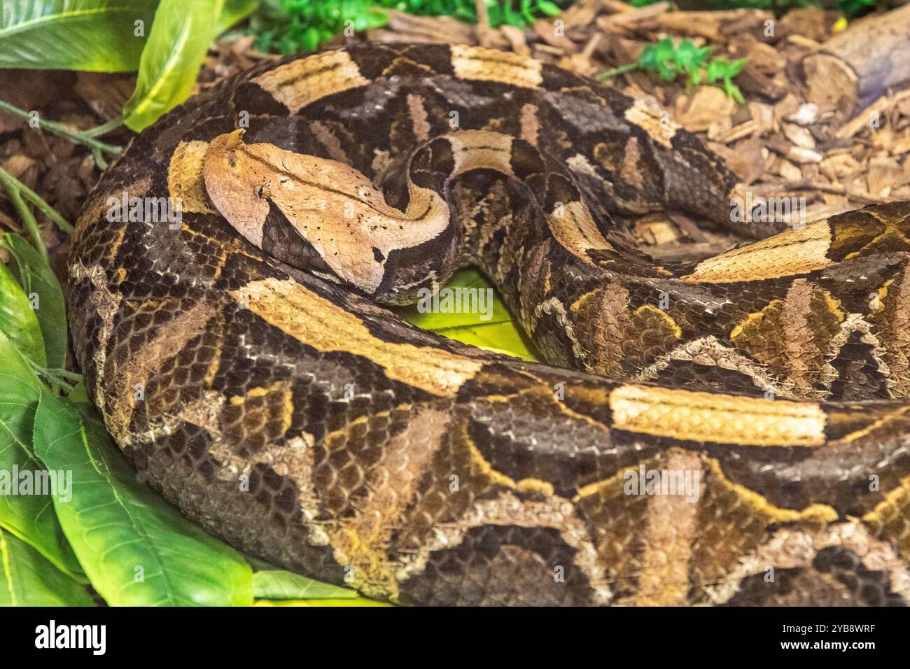 A big snake wrapped and curled up in its body in an enclosure at the ...