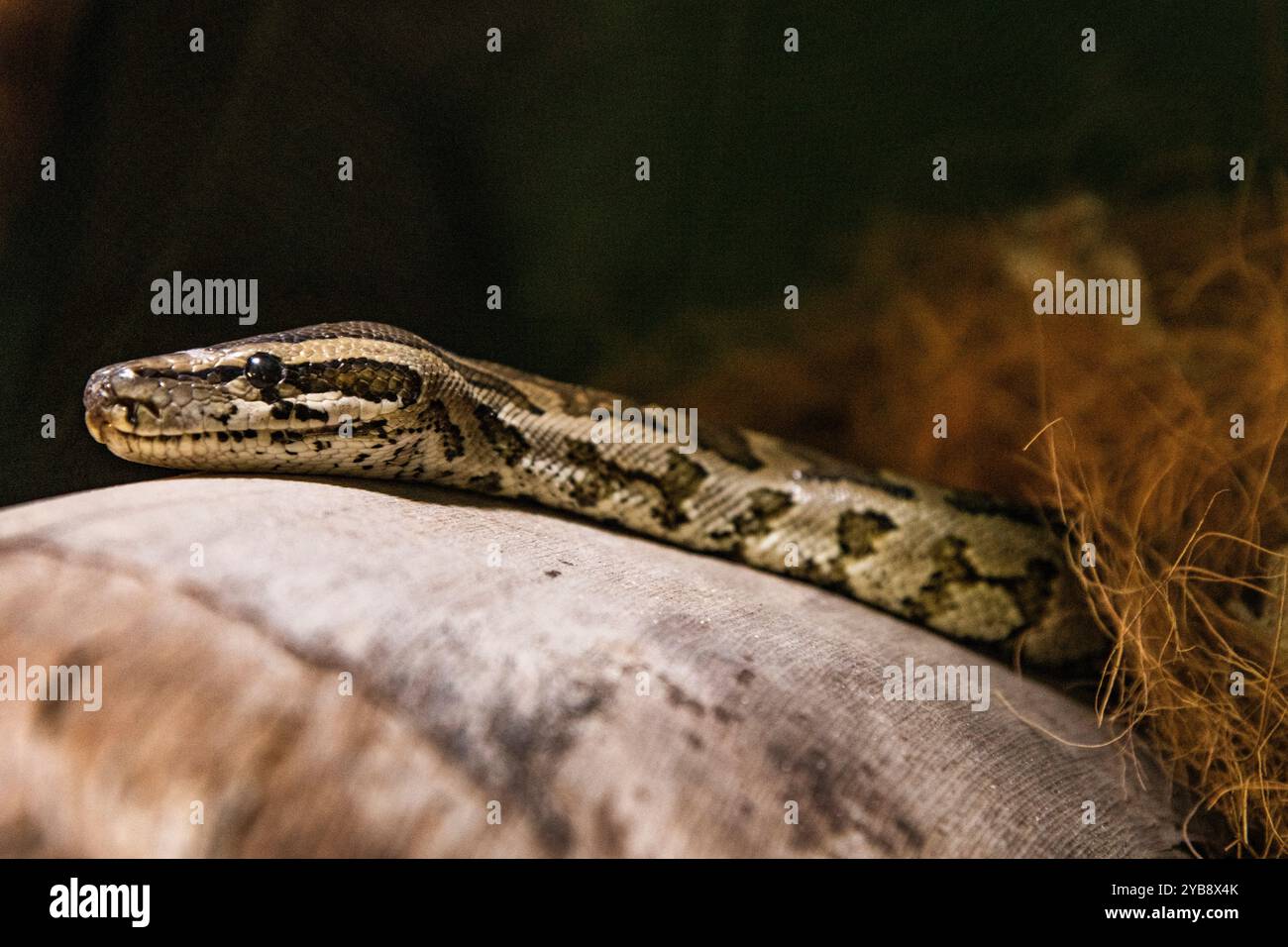 A small snake resting its head on a log in its enclosure at the ...