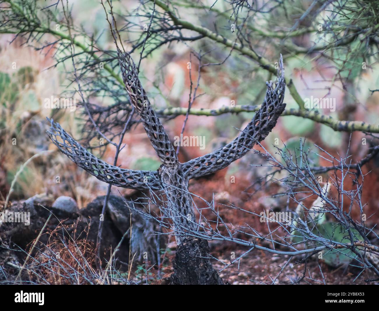 Sonoran Desert Cross Cactus Skeleton in Arizona Stock Photo - Alamy